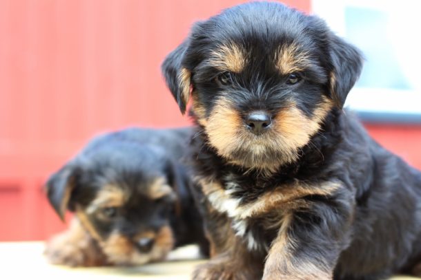 Newborn Yorkies Puppies - Caring For Newborn Yorkie Puppy Tips 2019