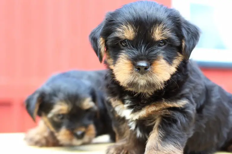Newborn Yorkies Puppies - Caring For Newborn Yorkie Puppy Tips 2019